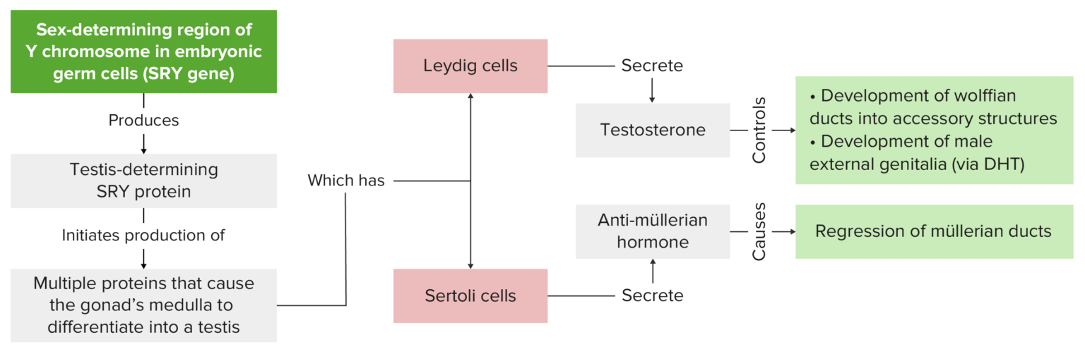 Síndrome de Swyer | Concise Medical Knowledge