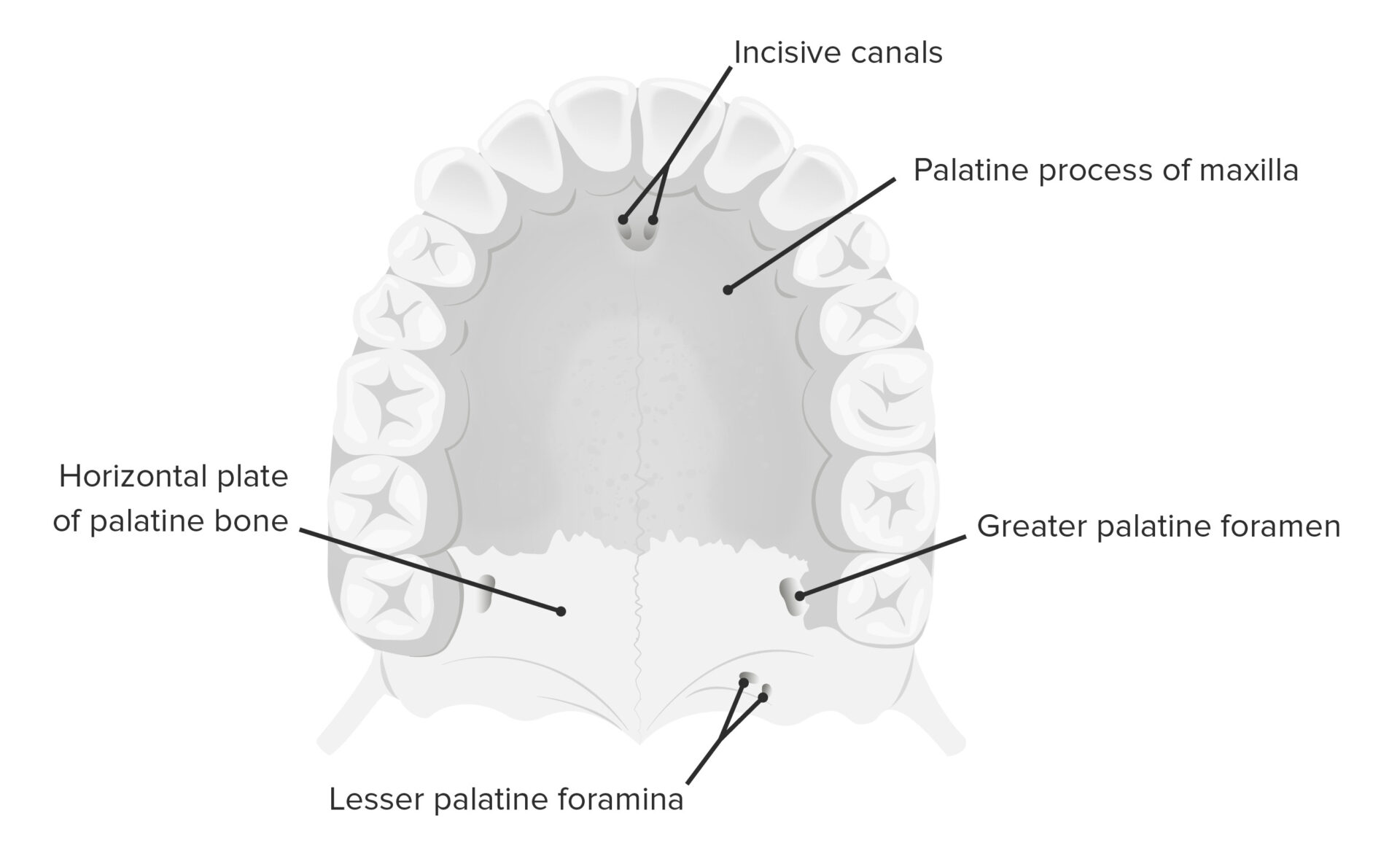 Paladar: Anatomía | Concise Medical Knowledge
