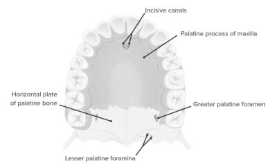 Palate: Anatomy | Concise Medical Knowledge