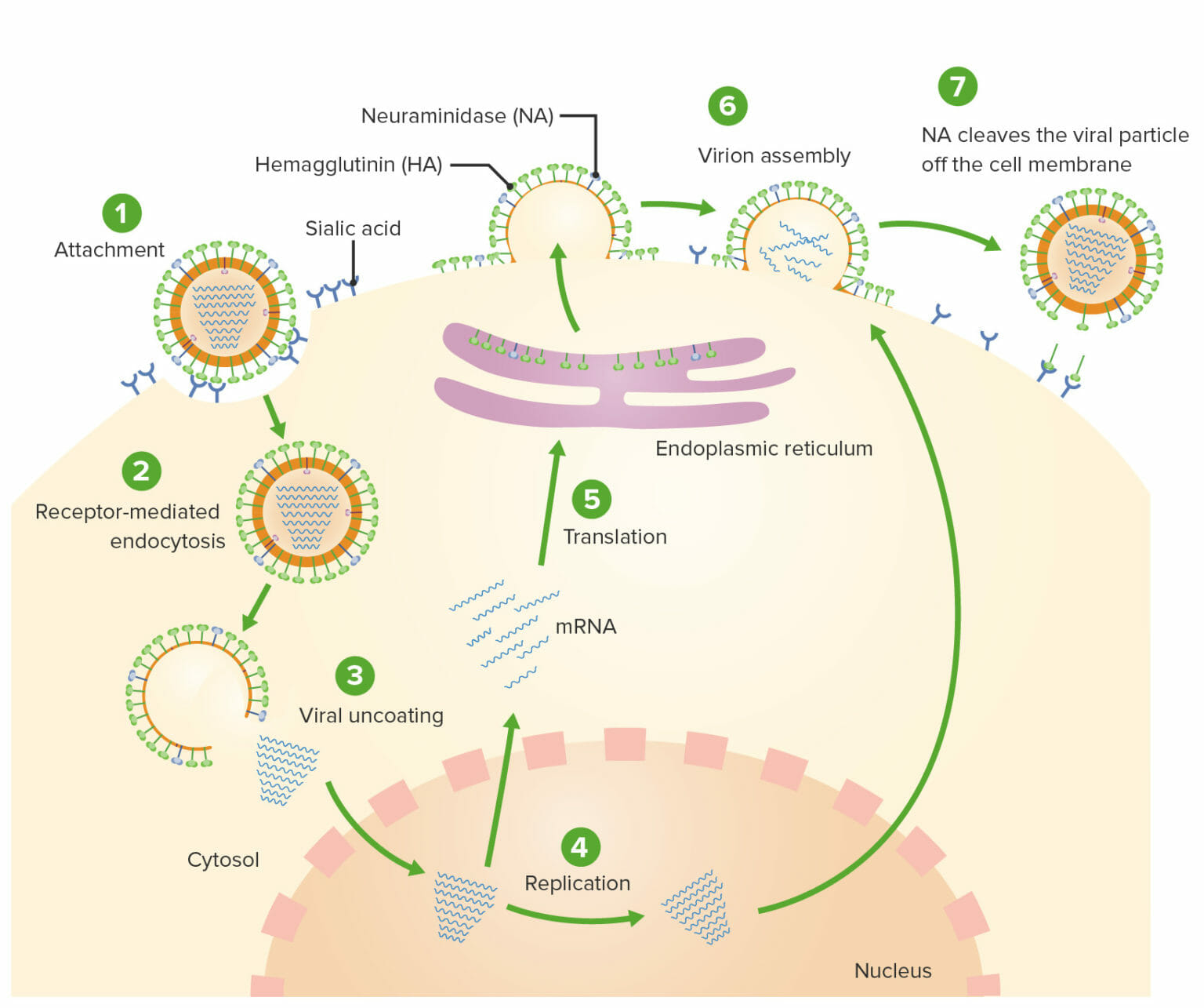 Influenza Viruses/Influenza | Concise Medical Knowledge
