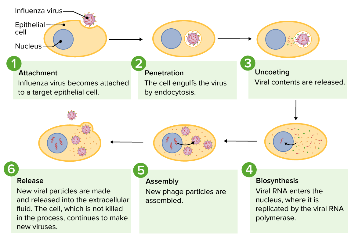Virus Replication