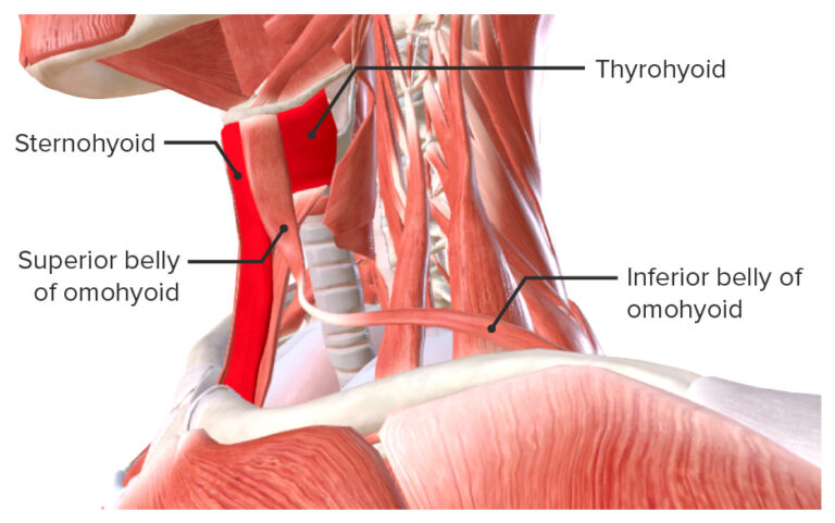 Neck Muscles: Anatomy & Groups | Concise Medical Knowledge