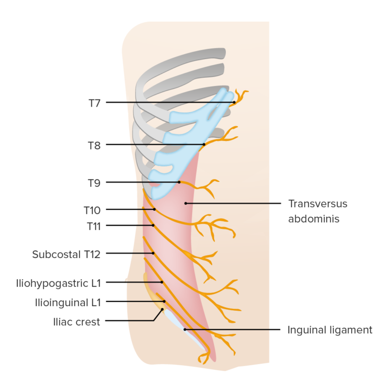 Anterior Abdominal Wall: Anatomy | Concise Medical Knowledge