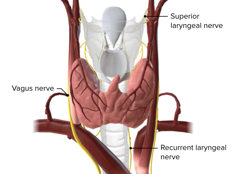 Thyroid Gland Anatomy Concise Medical Knowledge