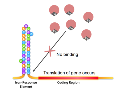 Heme Metabolism | Concise Medical Knowledge