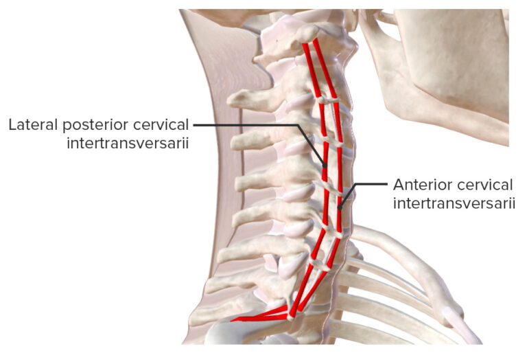 Neck Muscles: Anatomy & Groups | Concise Medical Knowledge