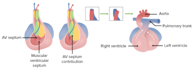 Development of the Heart | Concise Medical Knowledge