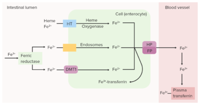 Heme Metabolism | Concise Medical Knowledge