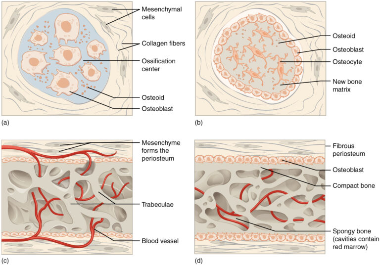 Bones: Development and Ossification | Concise Medical Knowledge