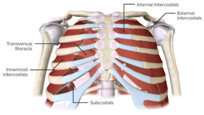 Chest Wall: Anatomy | Concise Medical Knowledge