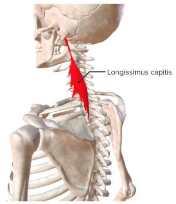 Back Muscles: Anatomy & Groups | Concise Medical Knowledge