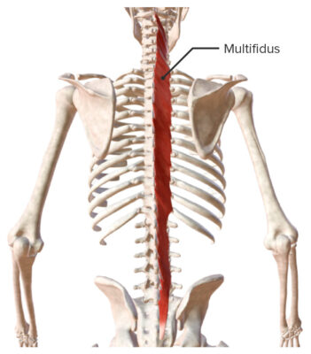 Back Muscles: Anatomy & Groups | Concise Medical Knowledge