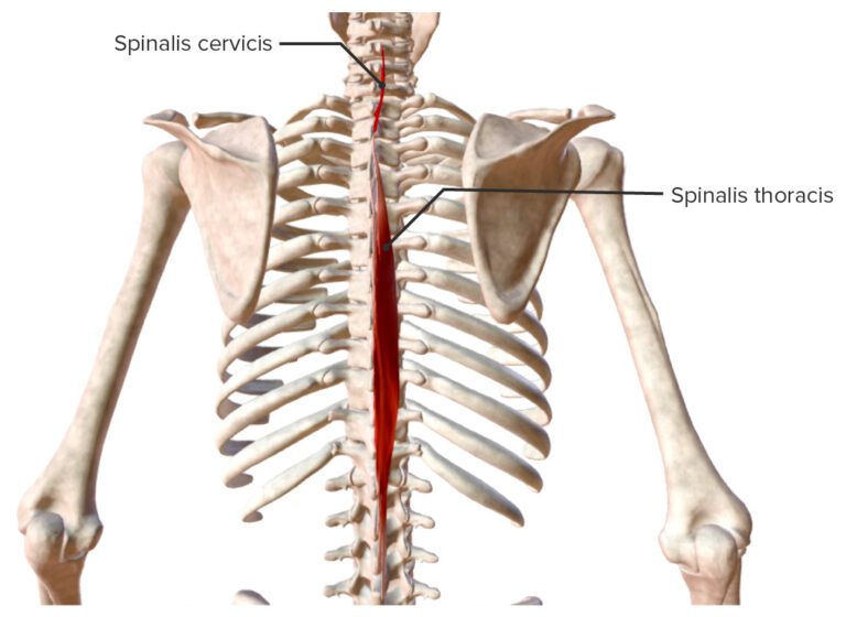 Back Muscles: Anatomy & Groups | Concise Medical Knowledge