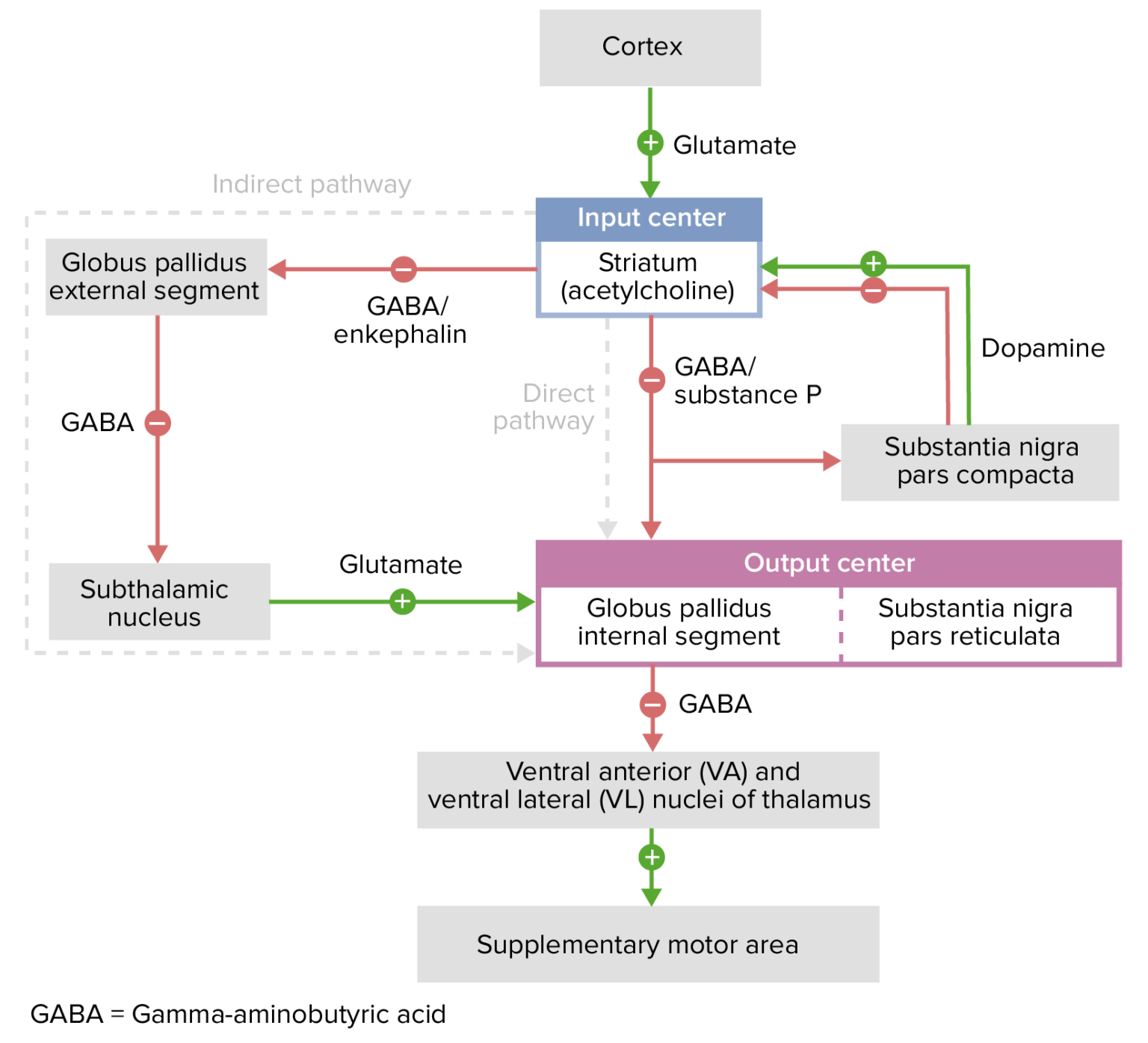 Basal Ganglia: Anatomy | Concise Medical Knowledge