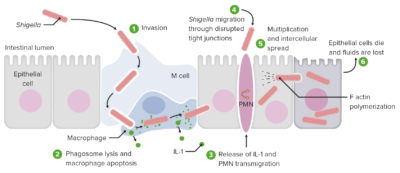 Shigella | Concise Medical Knowledge