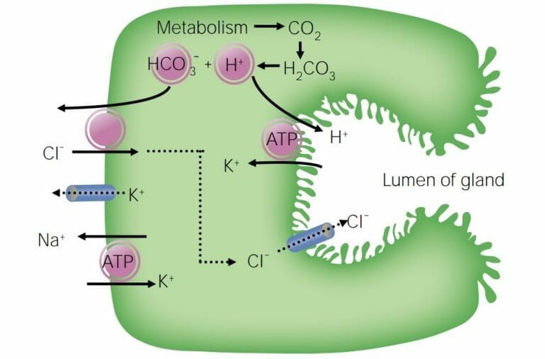 Gastrointestinal Secretions | Concise Medical Knowledge