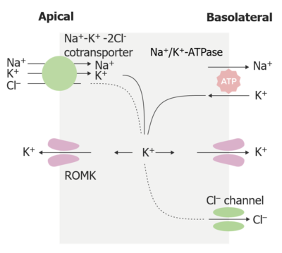 Tubular System | Concise Medical Knowledge