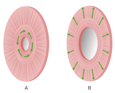 Pupil: Physiology and Abnormalities | Concise Medical Knowledge