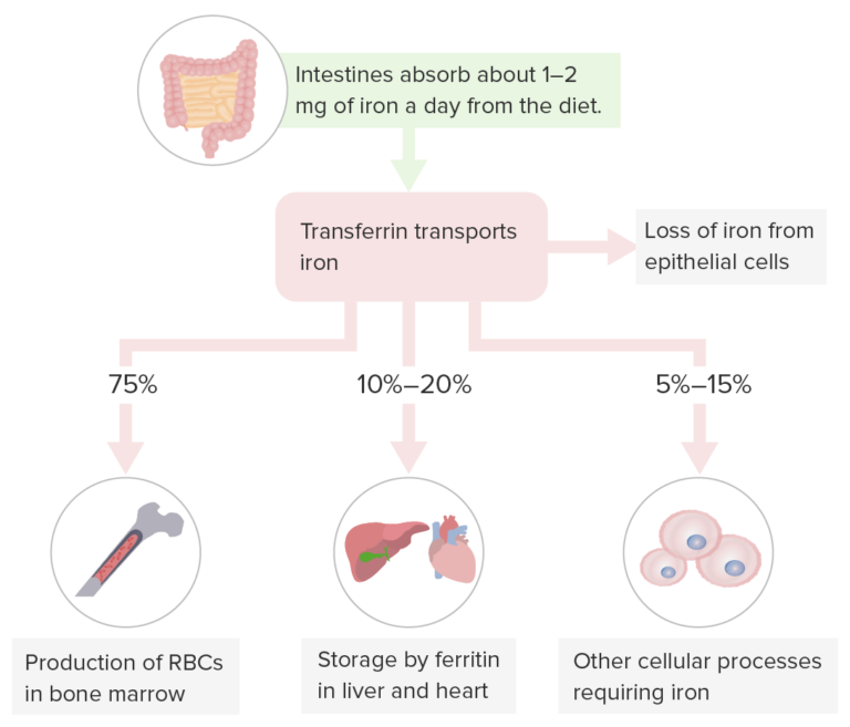 Metabolismo do Grupo Heme | Concise Medical Knowledge