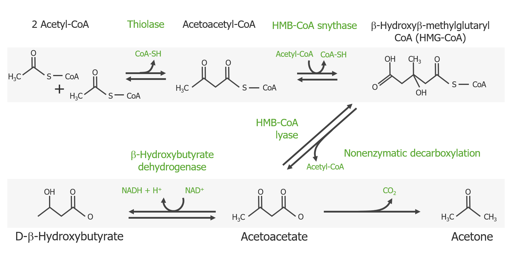 Metabolismo de Cuerpos Cetónicos | Concise Medical Knowledge