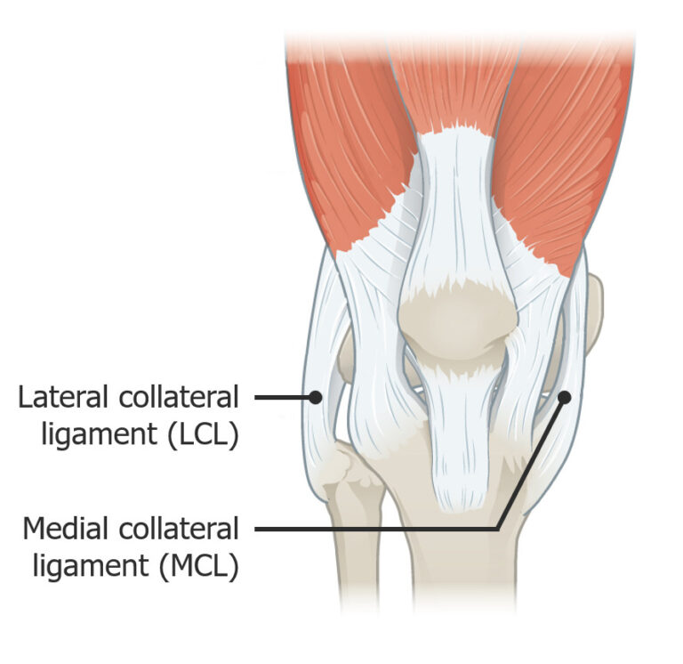 Knee Joint: Anatomy | Concise Medical Knowledge