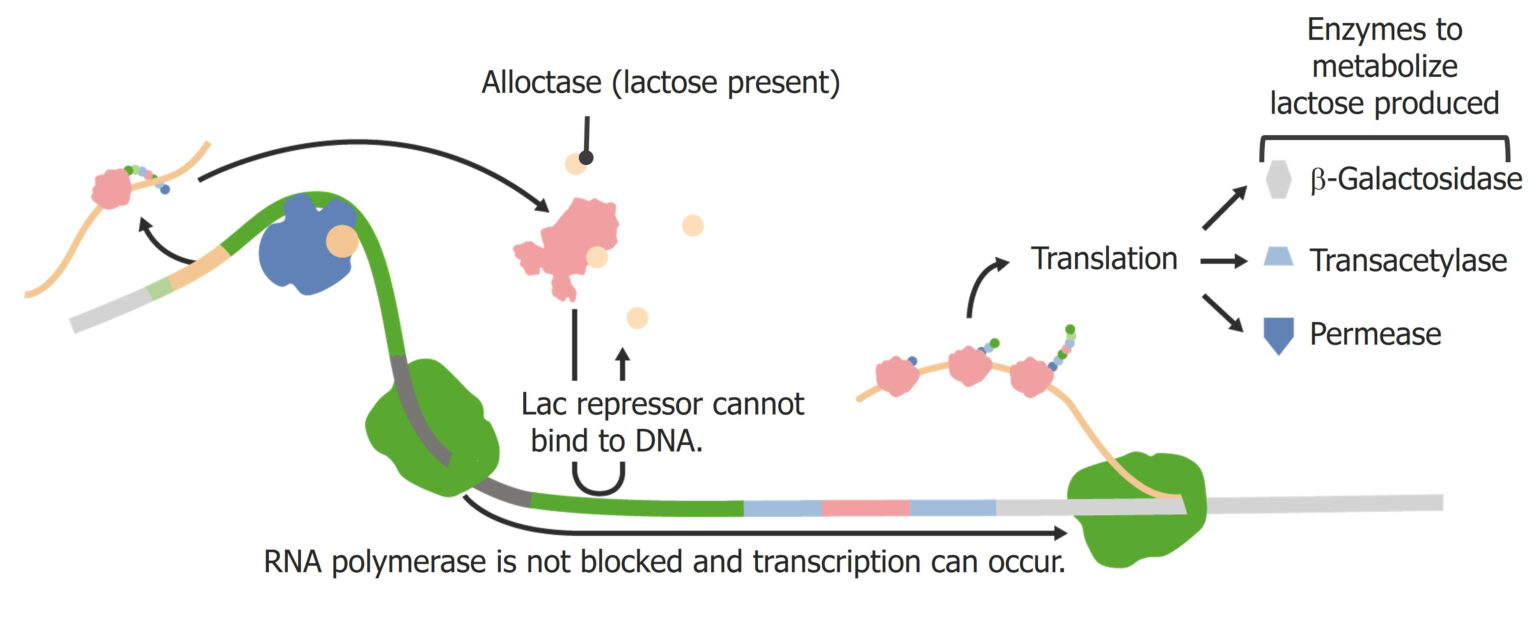 Regulación de la Transcripción | Concise Medical Knowledge
