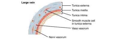 Veins: Histology | Concise Medical Knowledge