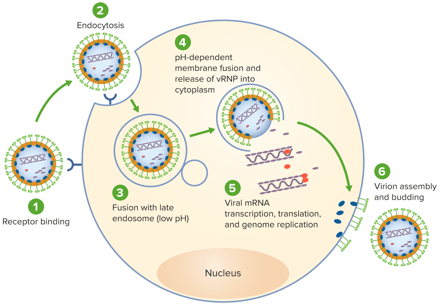 Lymphocytic Choriomeningitis Virus | Concise Medical Knowledge