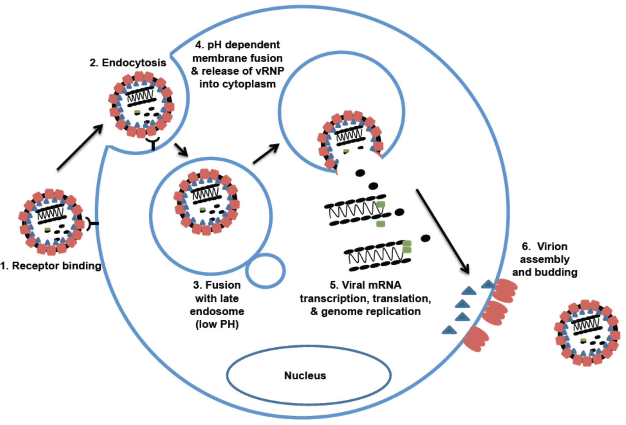 Lassa Virus | Concise Medical Knowledge