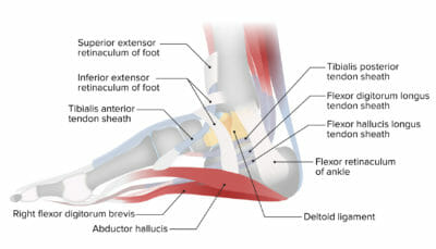 Ankle Joint: Anatomy | Concise Medical Knowledge