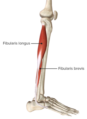 Leg: Anatomy | Concise Medical Knowledge