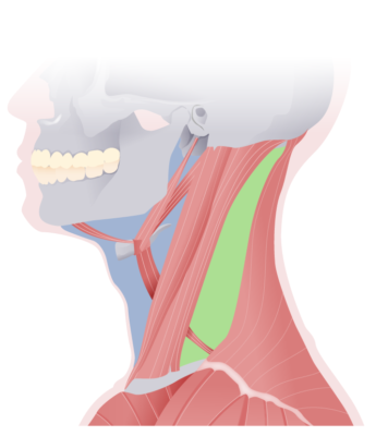 Triângulos do Pescoço | Concise Medical Knowledge