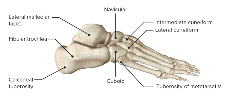 Pie: Anatomía | Concise Medical Knowledge