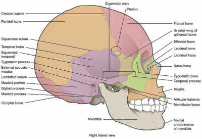 Mandíbula e Articulação Temporomandibular | Concise Medical Knowledge