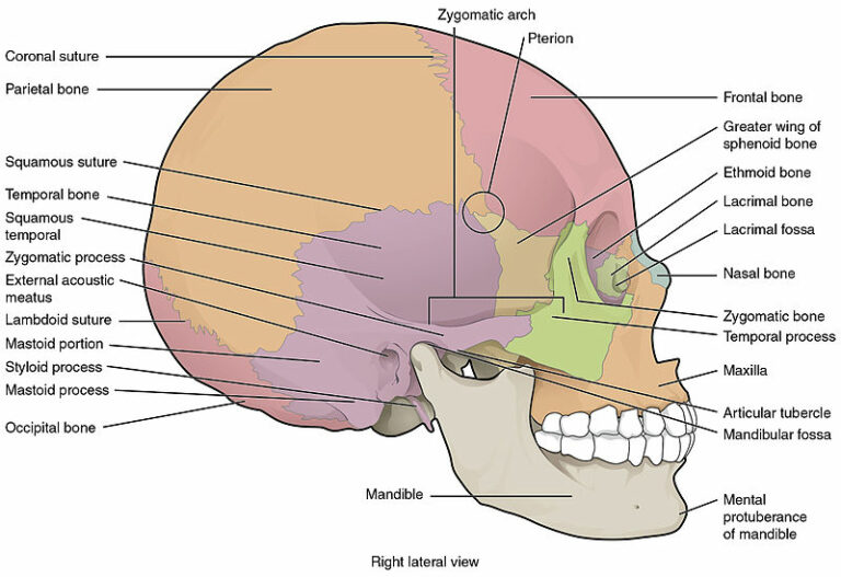 Jaw and Temporomandibular Joint: Anatomy | Concise Medical Knowledge