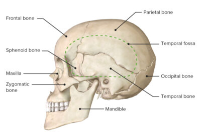 Skull: Anatomy | Concise Medical Knowledge