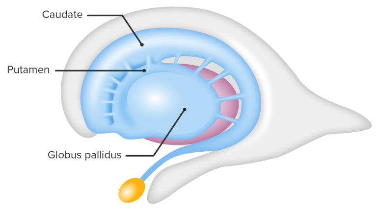 Núcleos Basales: Anatomía | Concise Medical Knowledge