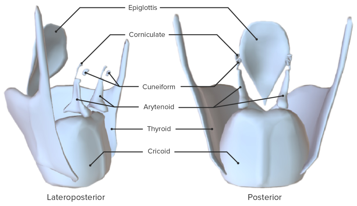 Larynx: Anatomy | Concise Medical Knowledge