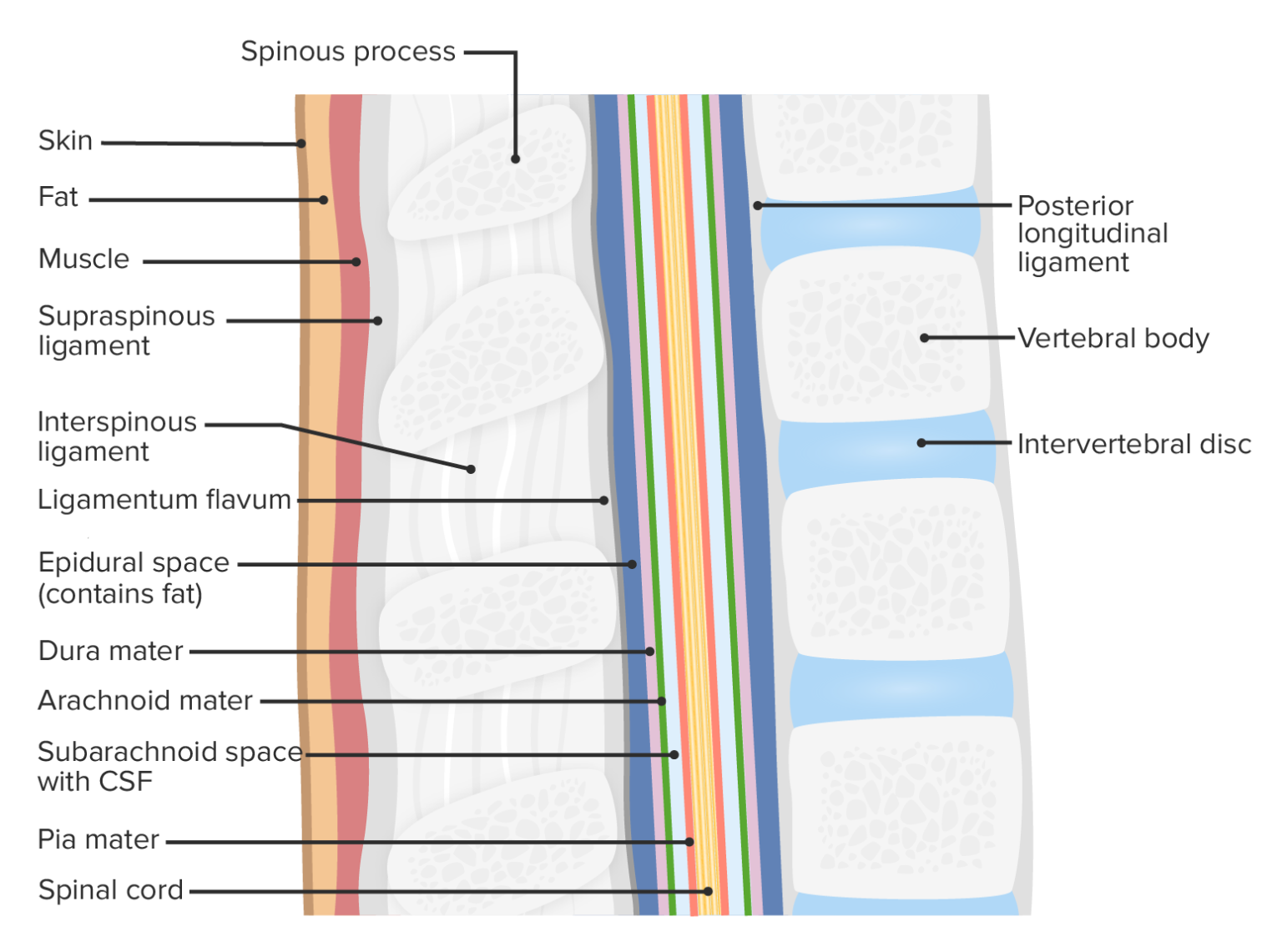 Medula Espinhal: Anatomia | Concise Medical Knowledge