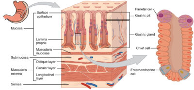 Estómago: Anatomía | Concise Medical Knowledge