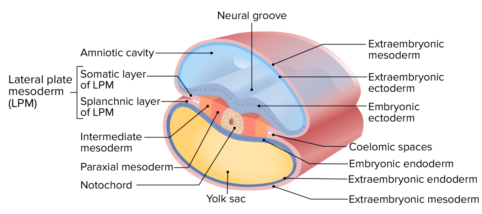 Gastrulation and Neurulation | Concise Medical Knowledge