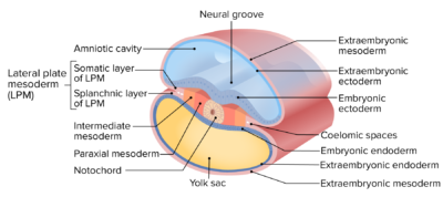 Branchial Apparatus and Aortic Arches | Concise Medical Knowledge