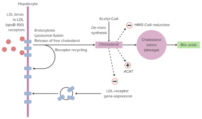 Cholesterol Metabolism | Concise Medical Knowledge