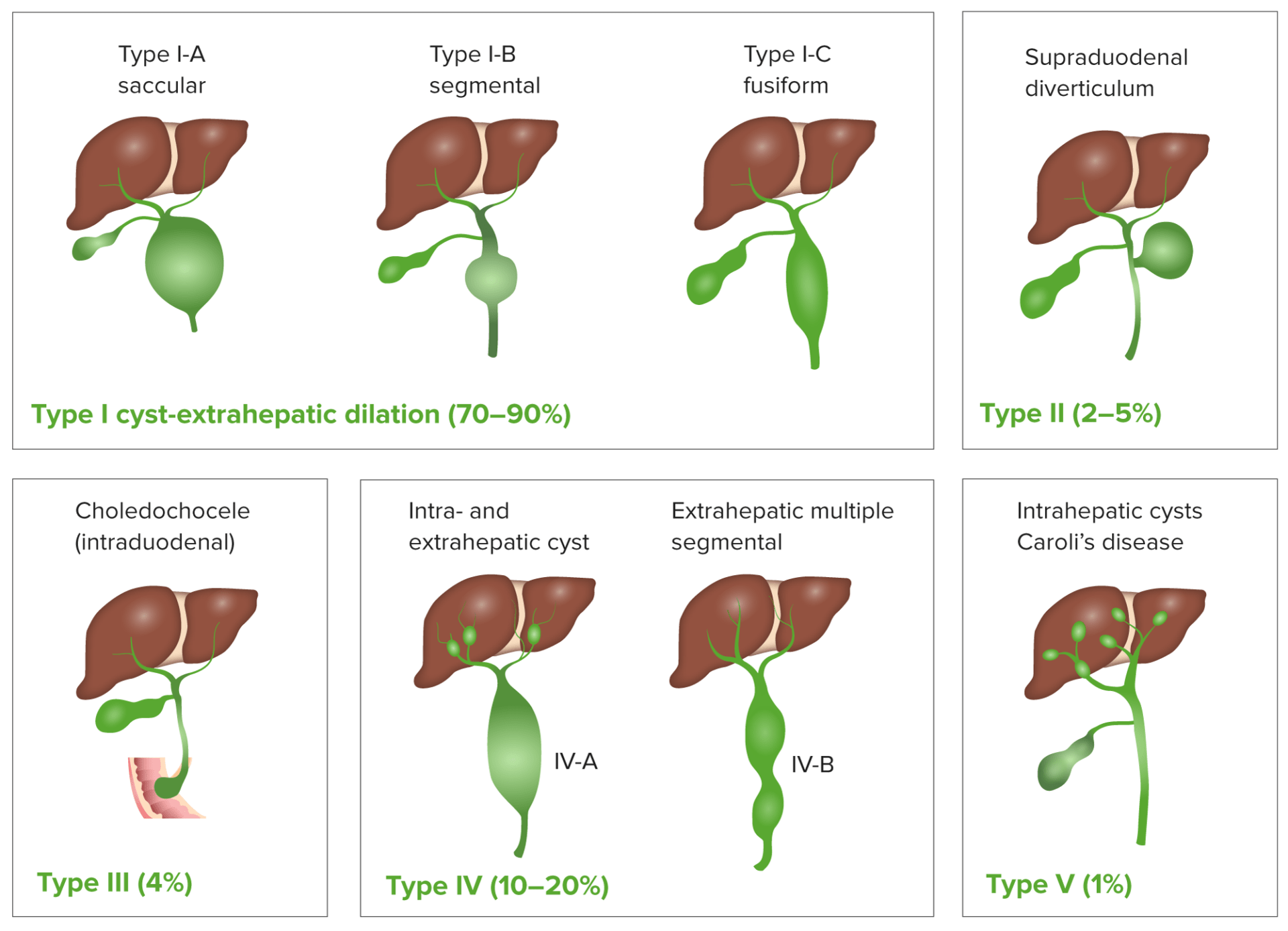 Cholestasis in Neonates and Young Infants | Concise Medical Knowledge