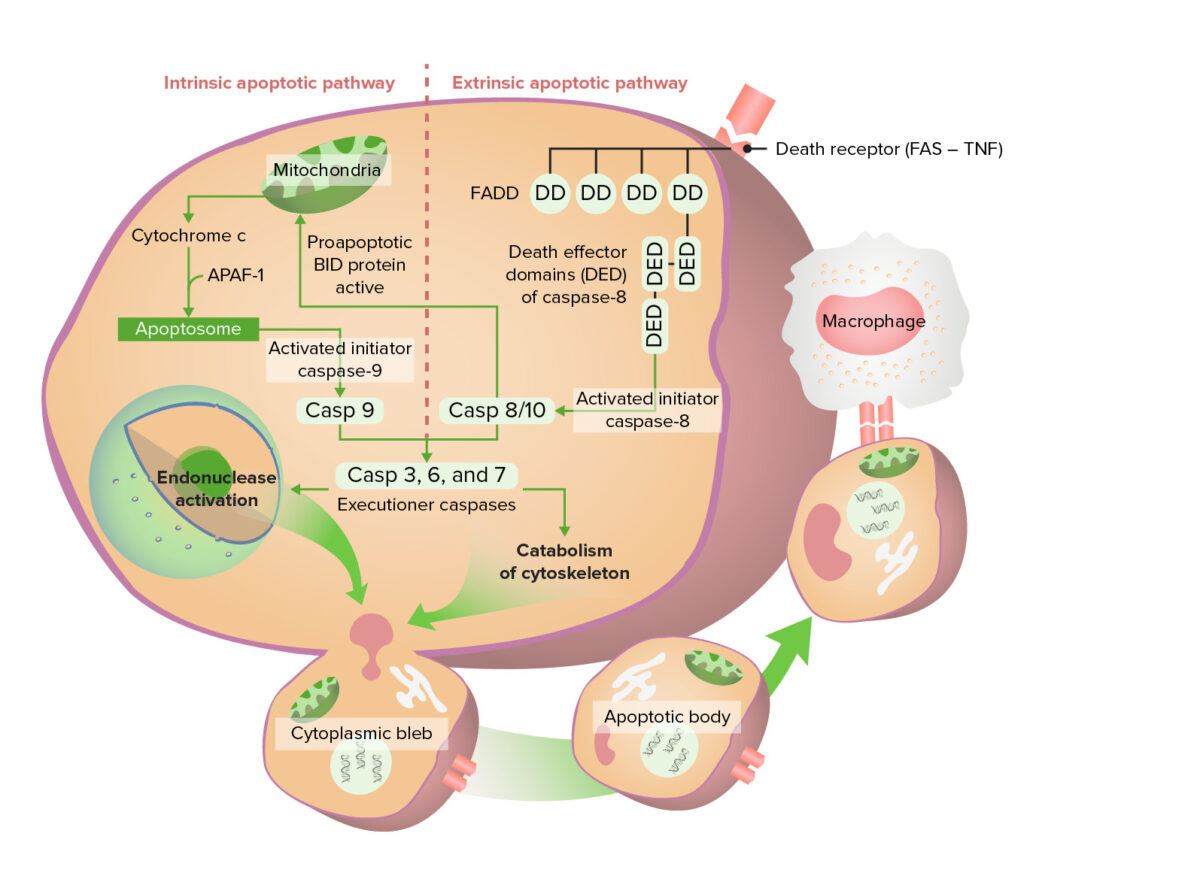 Cell Injury and Death | Concise Medical Knowledge