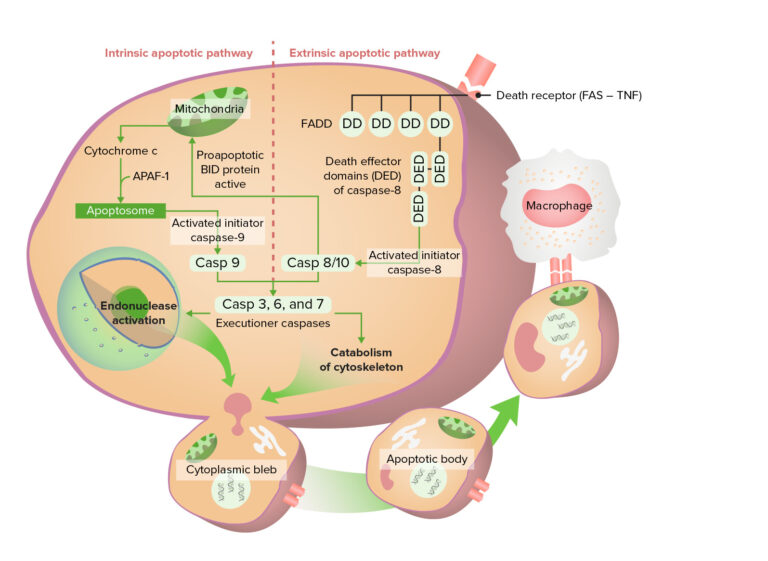 Cell Injury and Death | Concise Medical Knowledge