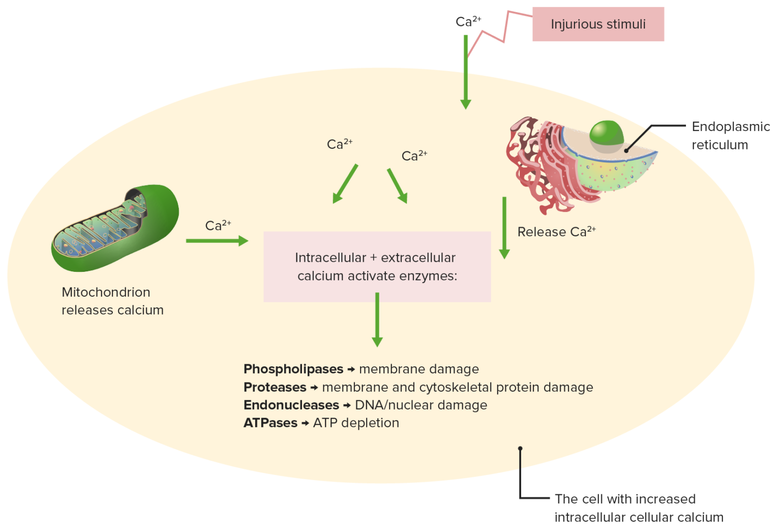 Cell Injury and Death | Concise Medical Knowledge