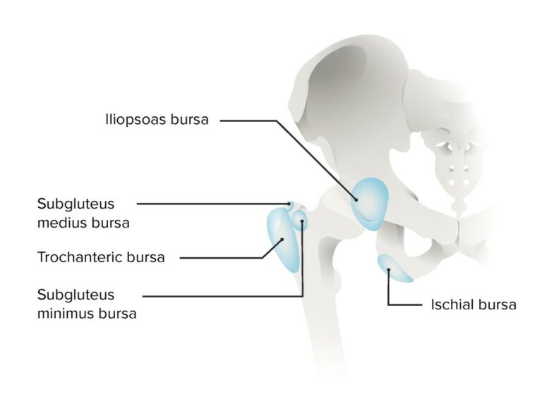 Articulación de la Cadera: Anatomía | Concise Medical Knowledge