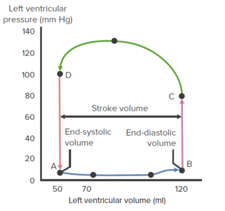 Cardiac Mechanics | Concise Medical Knowledge