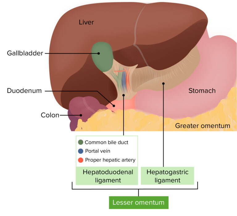 Peritoneum: Anatomy | Concise Medical Knowledge
